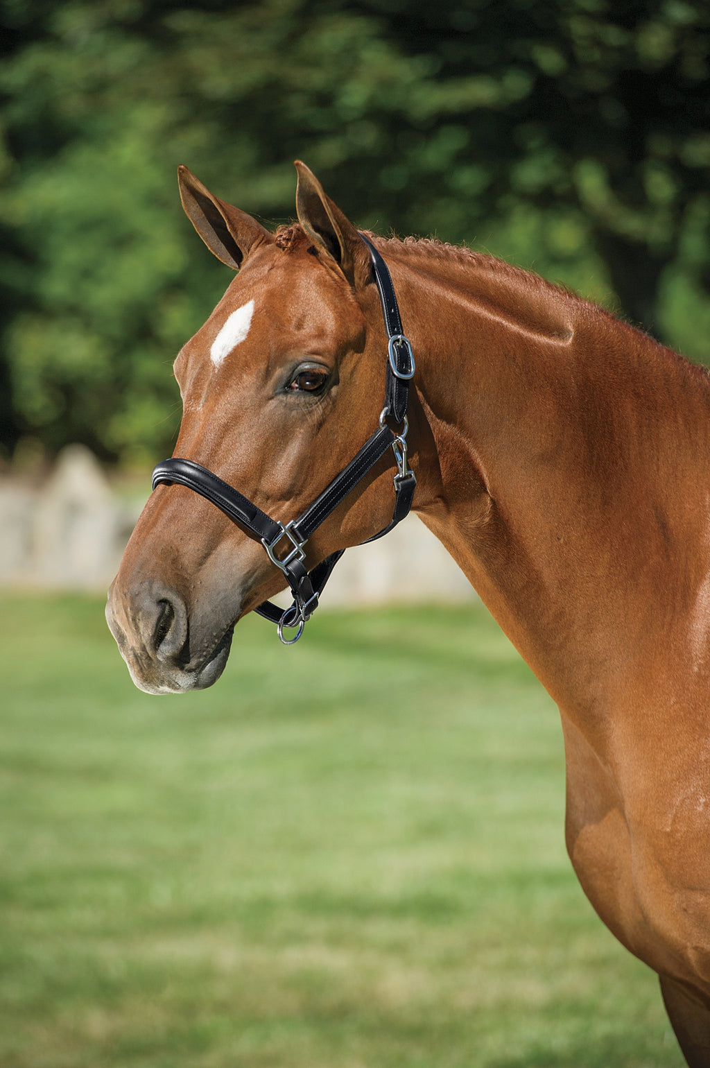 Horse Halters – Page – Dover Saddlery