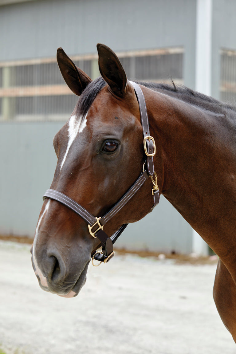 Horse Halters – Dover Saddlery