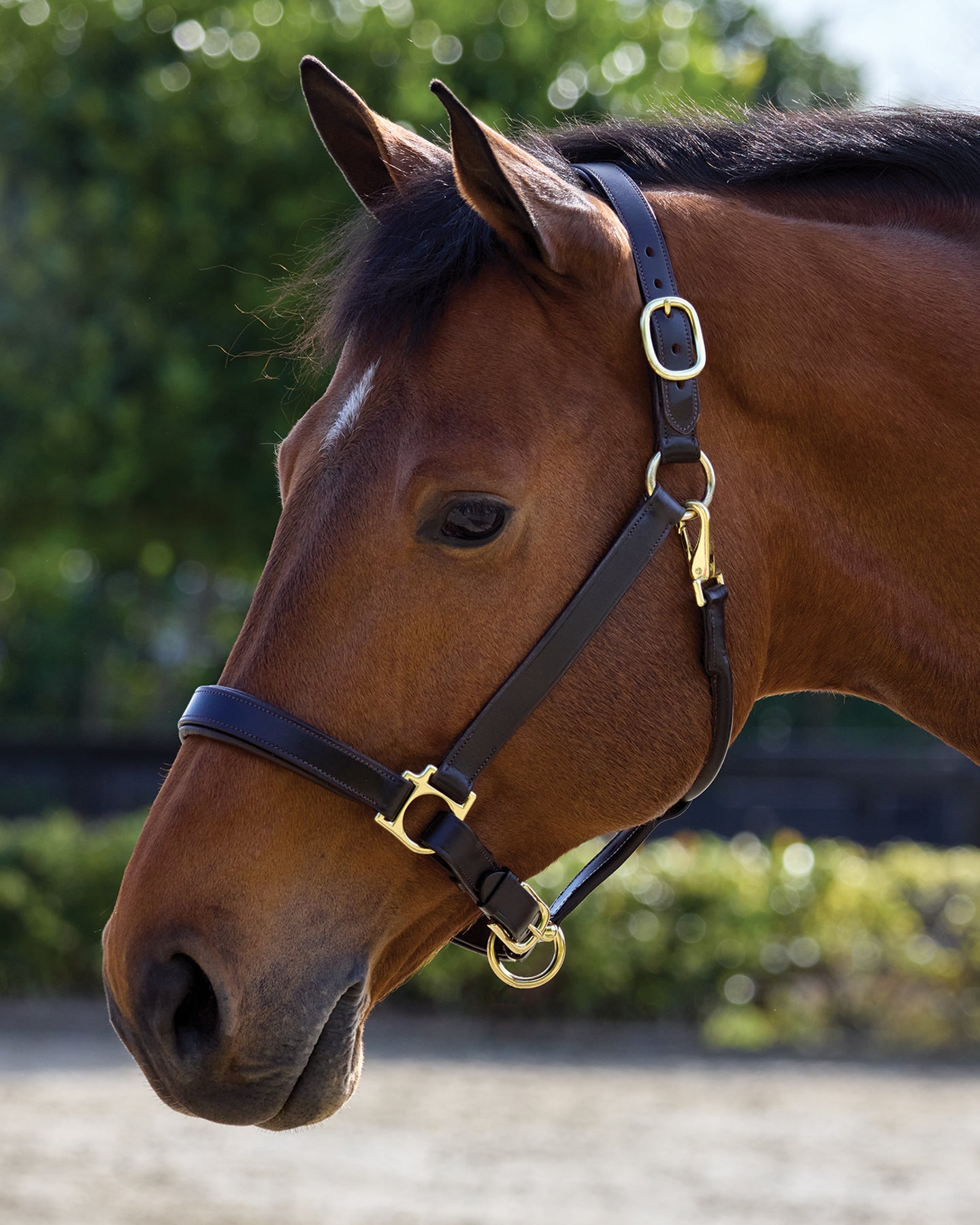 Horse Halters – Dover Saddlery