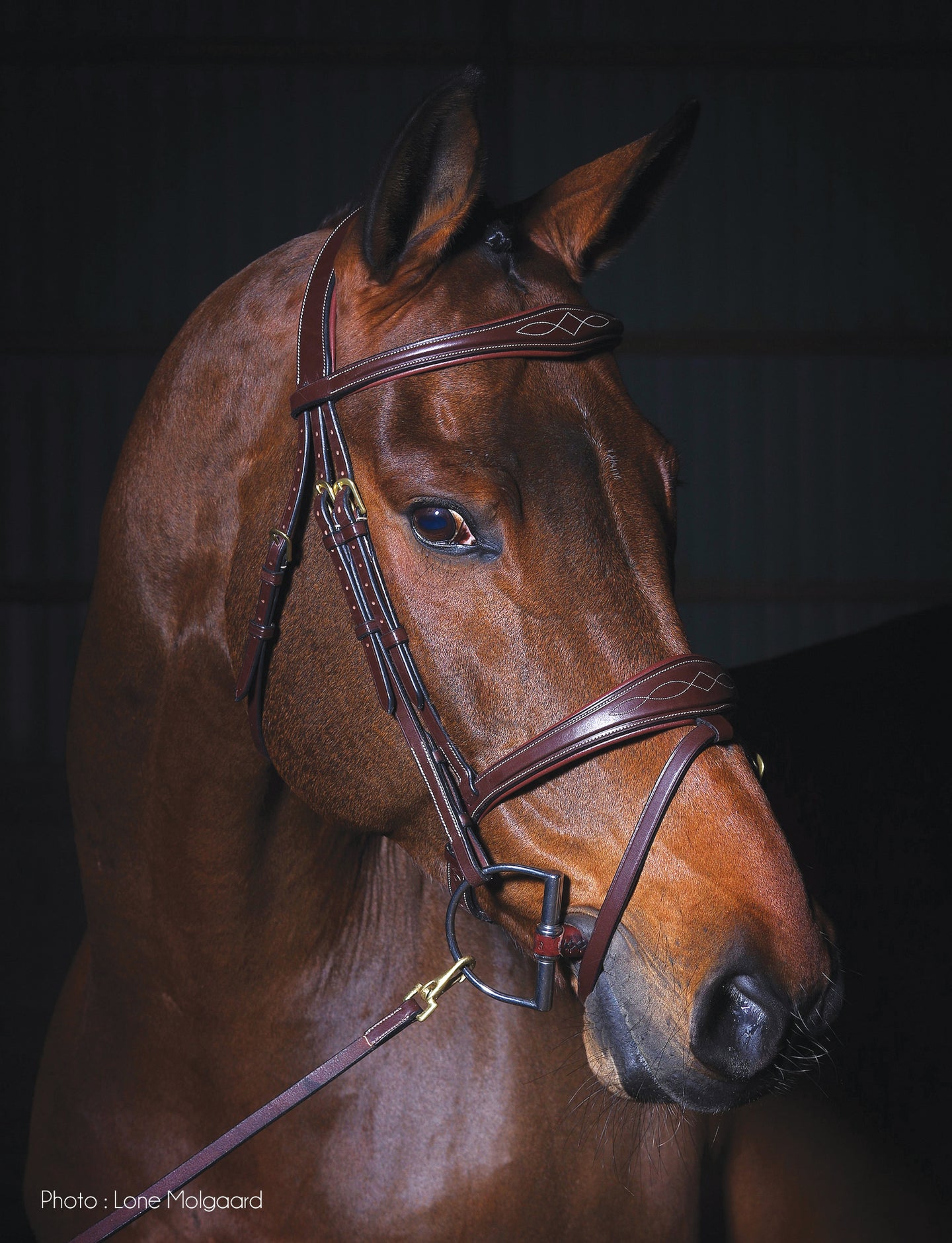 English Horse Tack & Equipment – Dover Saddlery