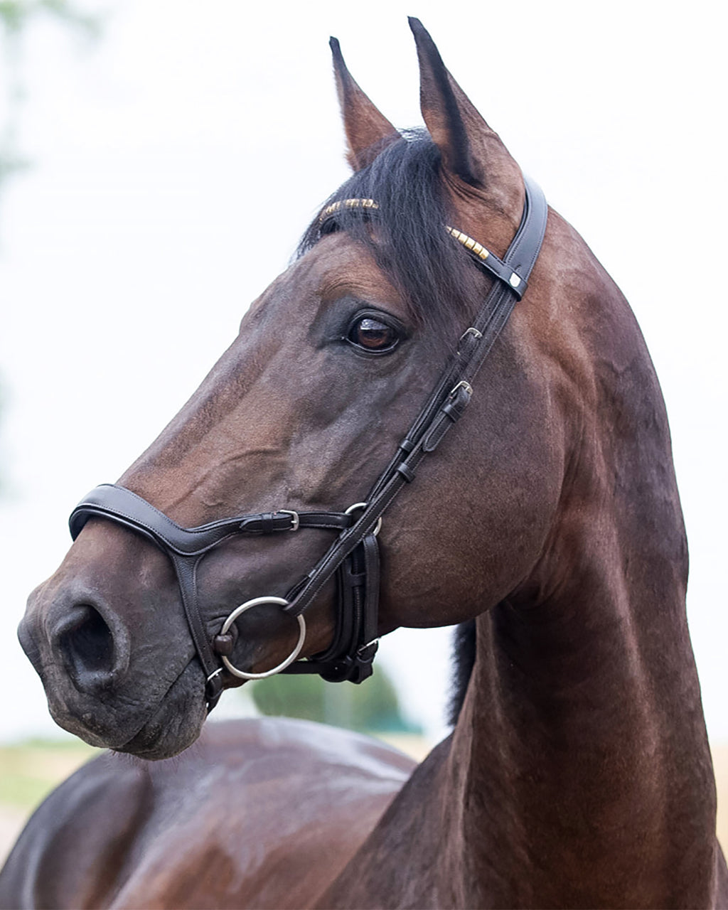 English Bridles for Horses – Page – Dover Saddlery