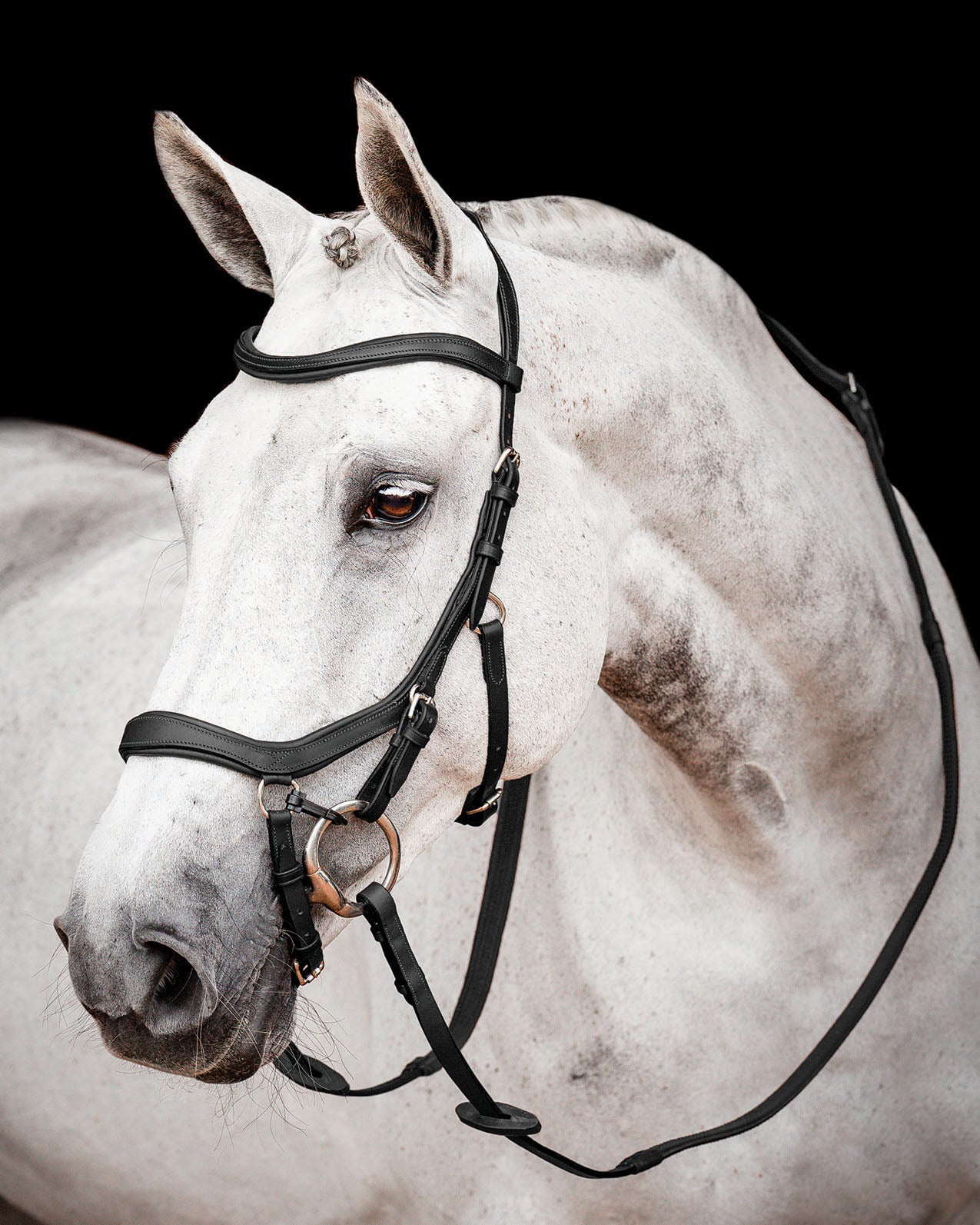 English Horse Tack & Equipment – Dover Saddlery