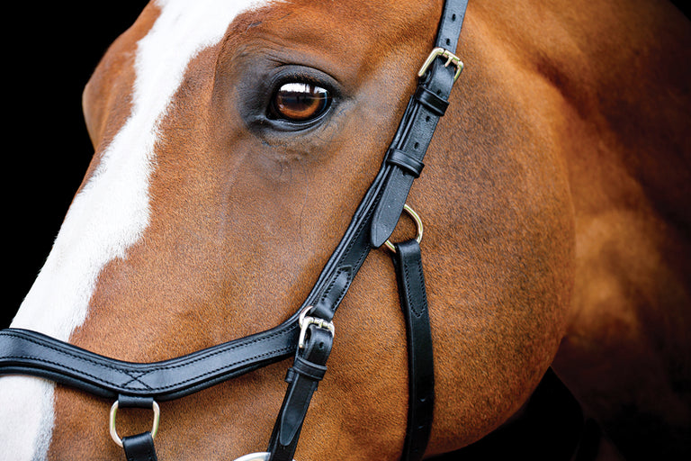 English Horse Tack & Equipment – Dover Saddlery