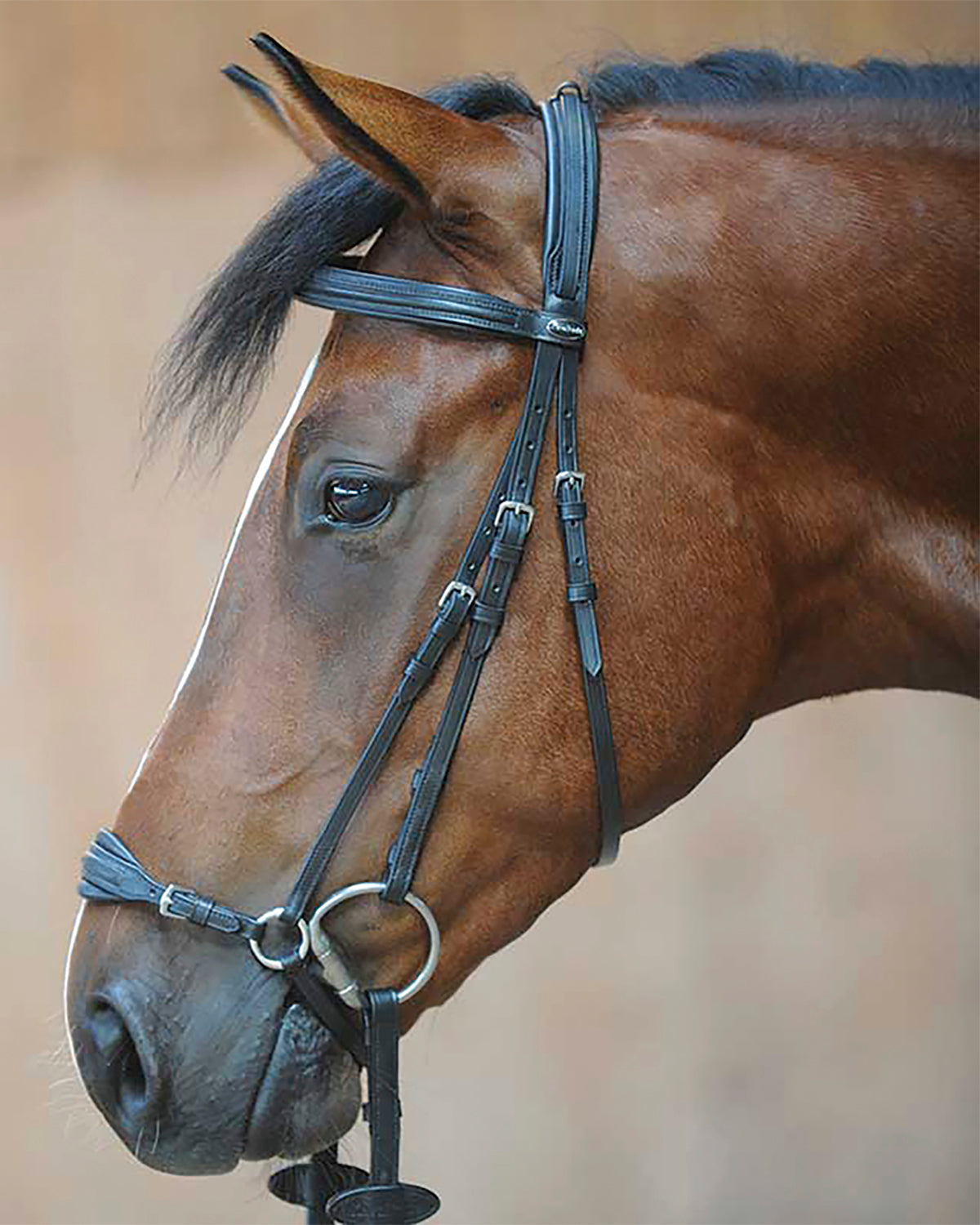 Kavalkade Levana Drop Noseband Bridle – Dover Saddlery