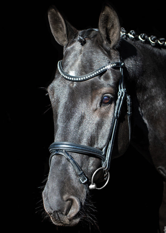 English Horse Tack & Equipment – Page – Dover Saddlery