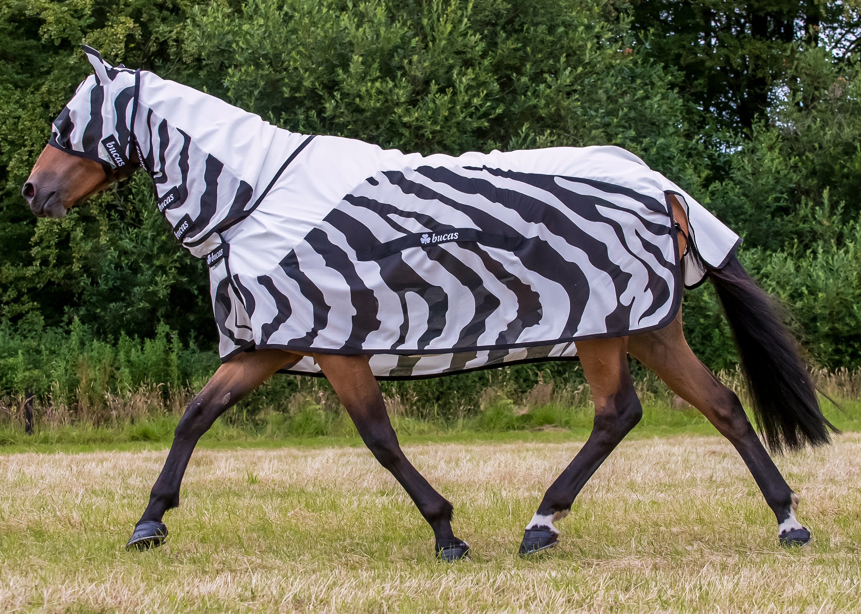 Bucas Buzz-Off Zebra Rain Sheet with Full Neck – Dover Saddlery
