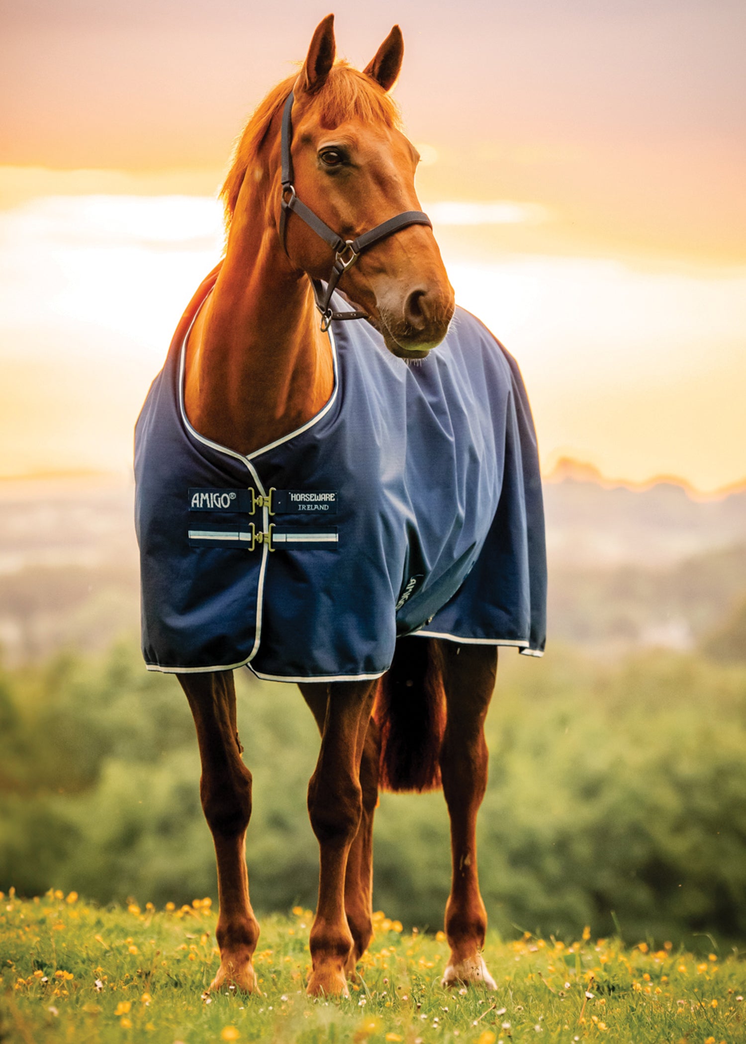 Horseware® Ireland Amigo® Ripstop 900D 200 Gram Standard Neck Pony Tur ...