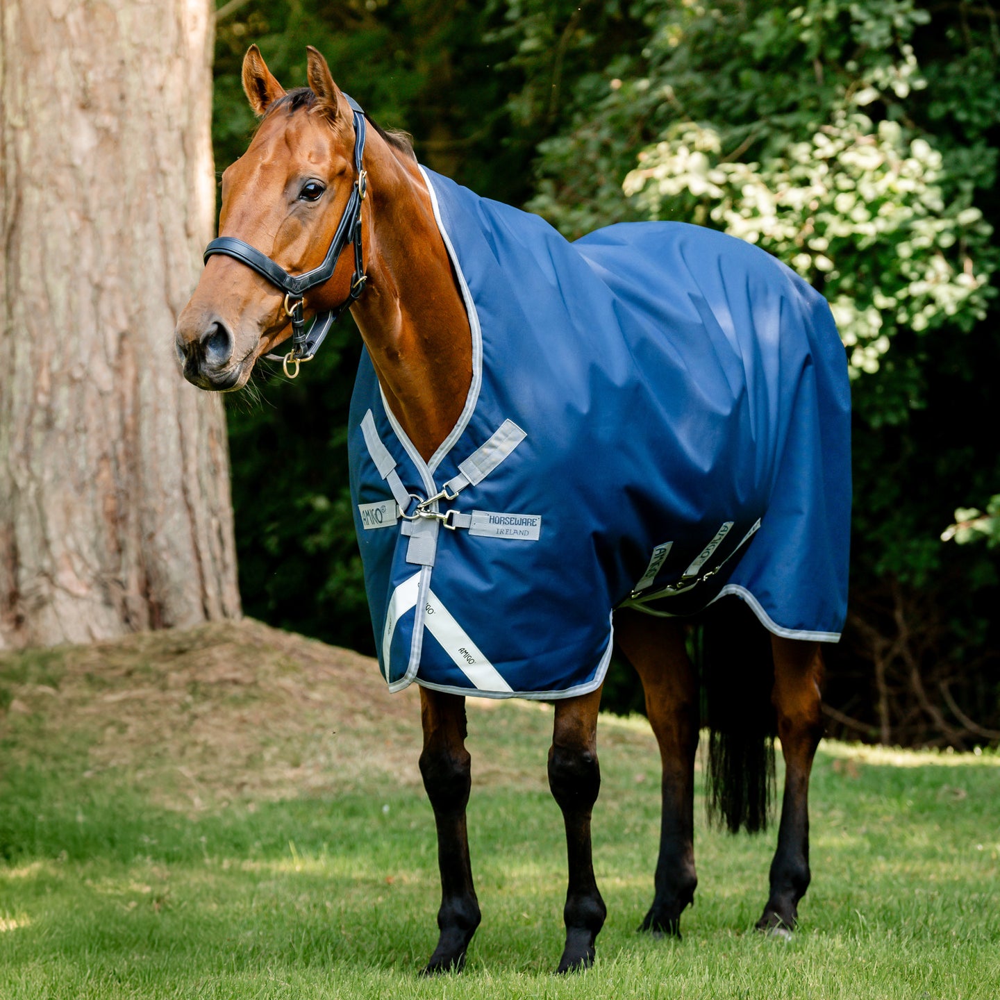Horse Turnout Blankets – Dover Saddlery
