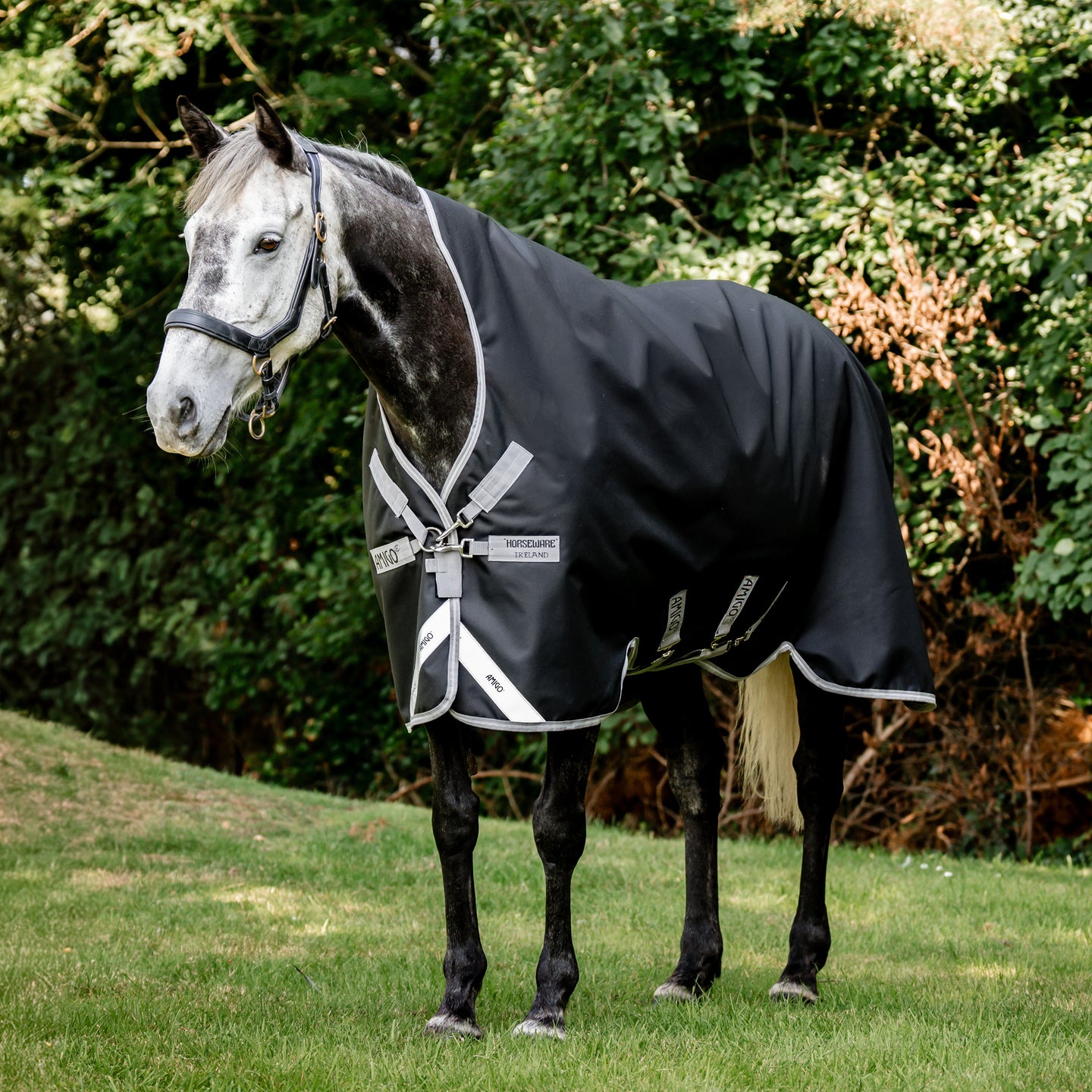 Horse Turnout Blankets – Dover Saddlery