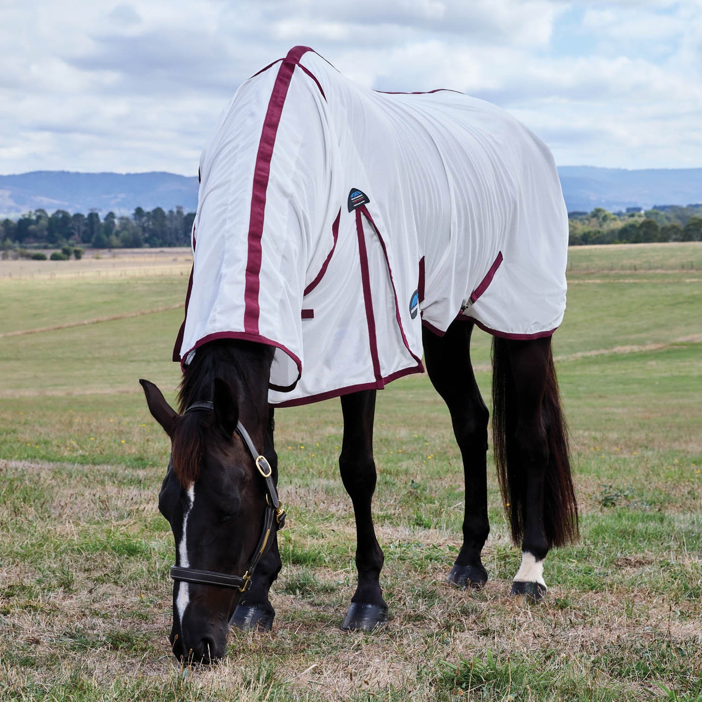 Fly Sheets for Horses – Dover Saddlery