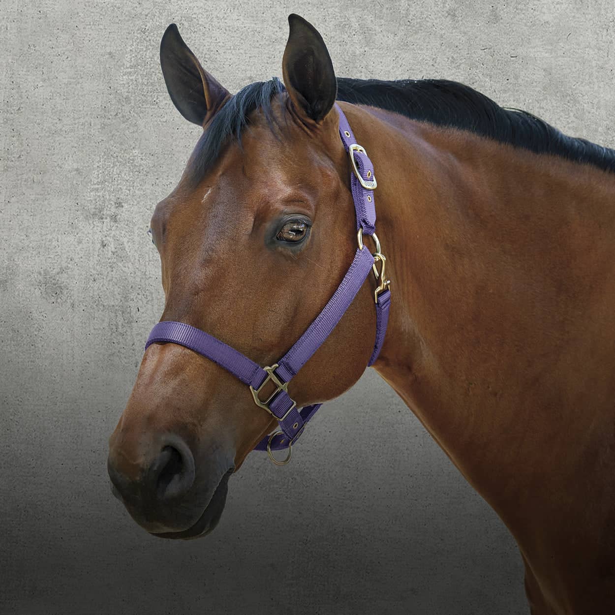 Dover Saddlery English Tack & Riding Apparel
