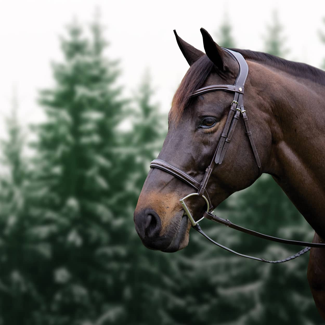 Dover Saddlery English Tack & Riding Apparel