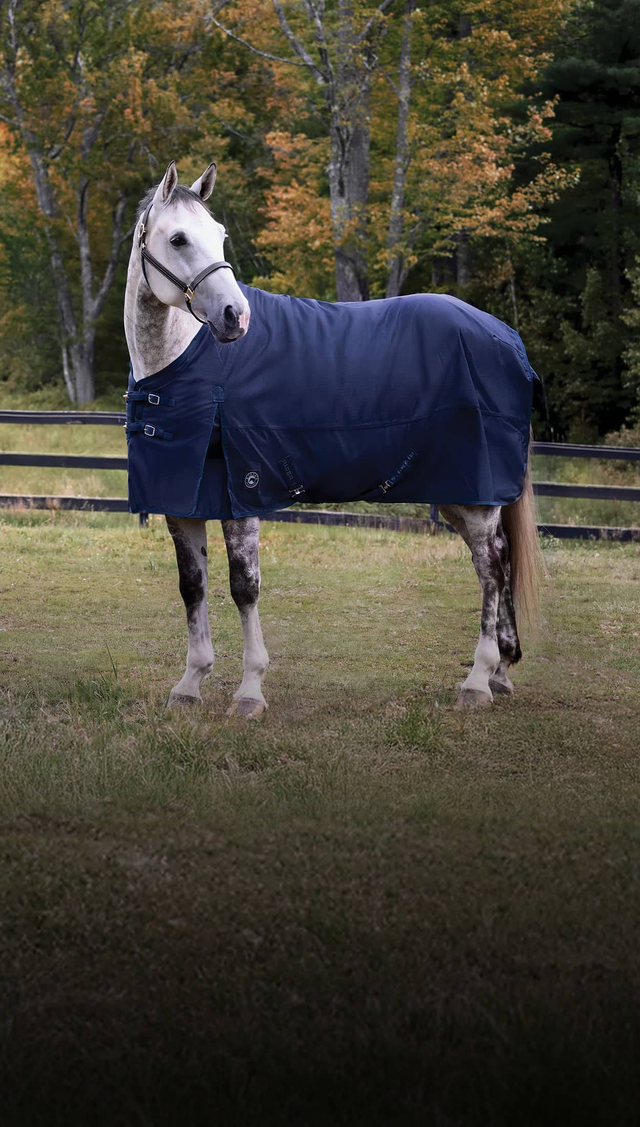 Dover Saddlery English Tack & Riding Apparel
