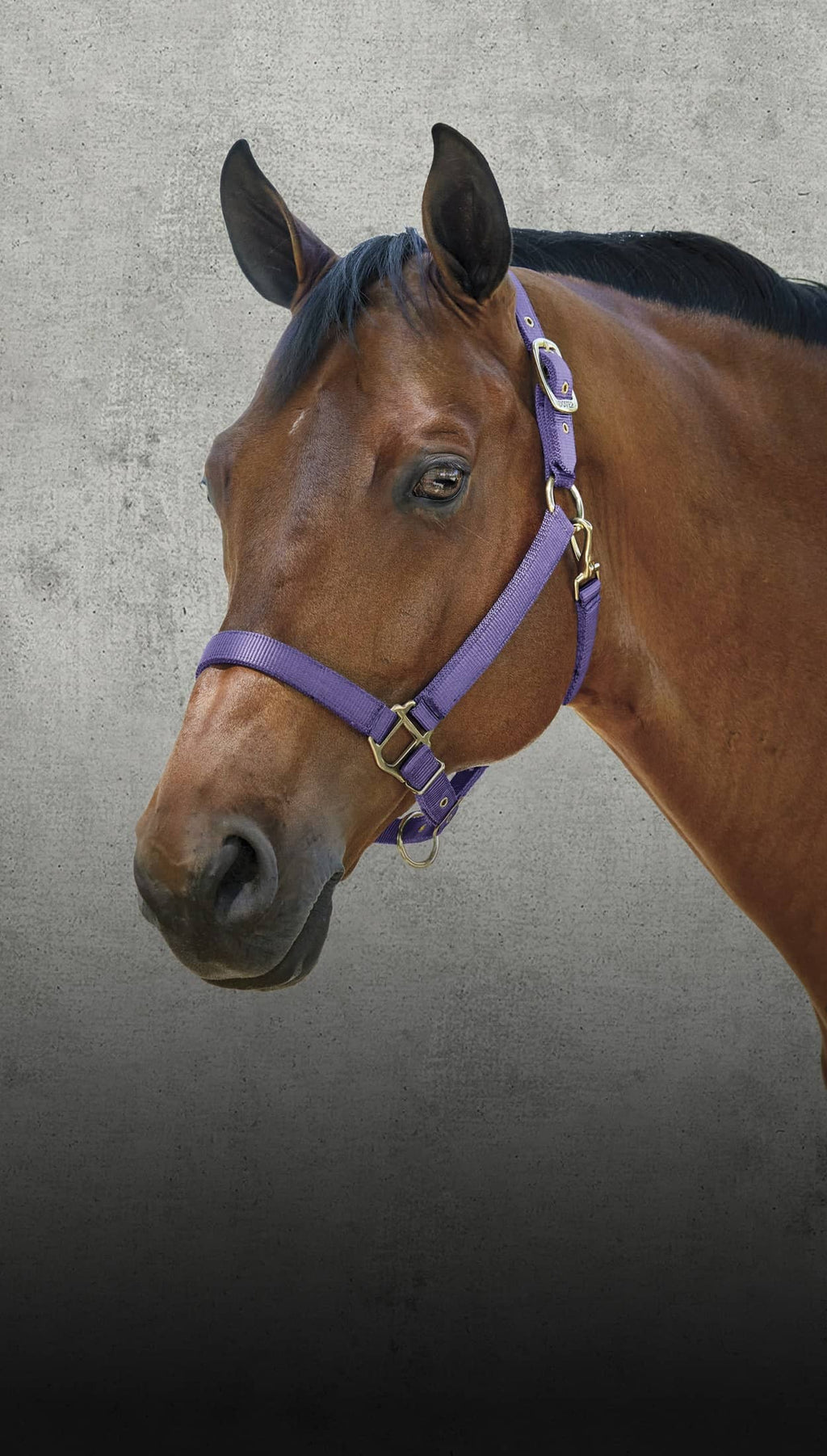 Dover Saddlery English Tack & Riding Apparel