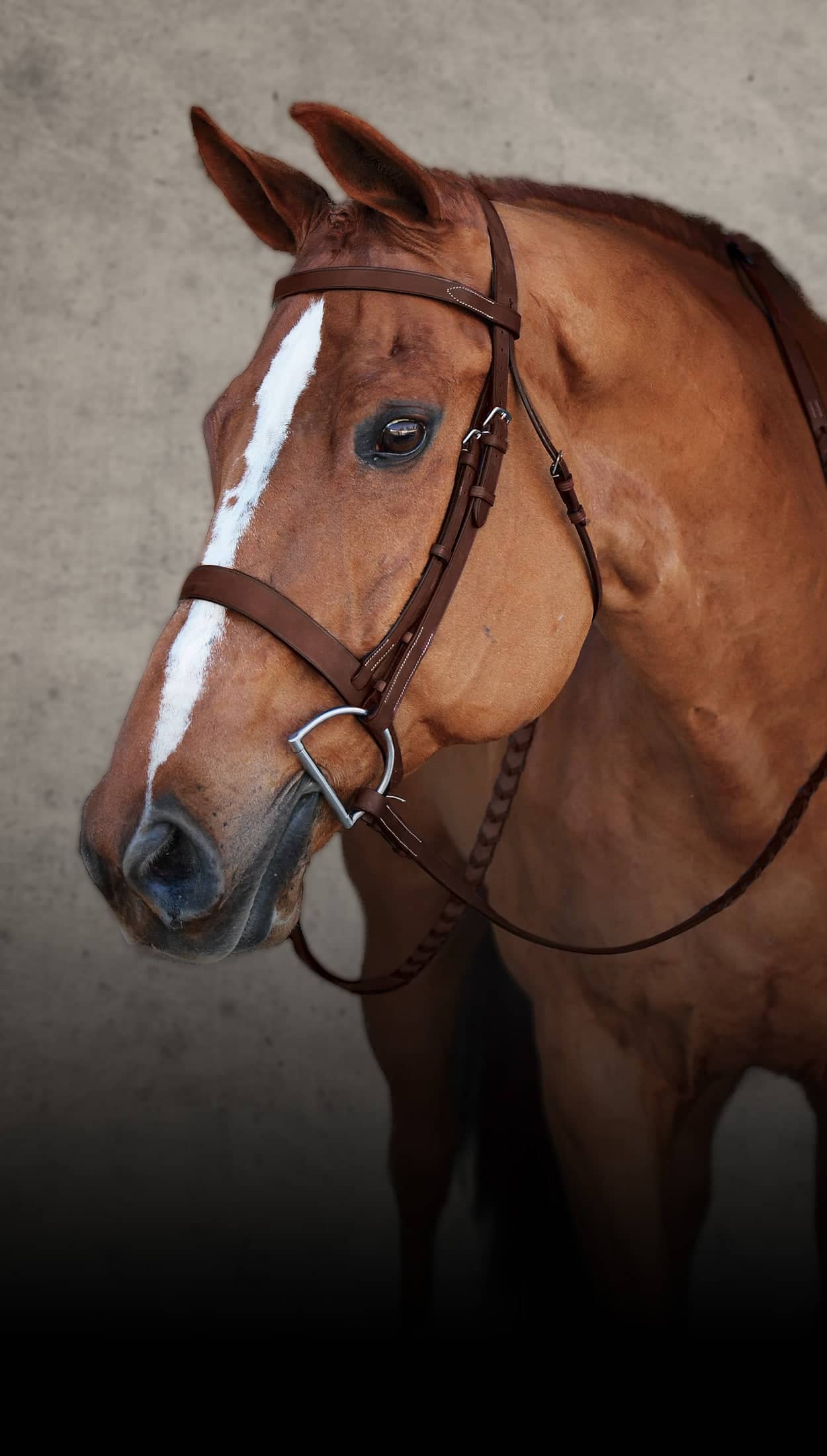 Dover Saddlery English Tack & Riding Apparel